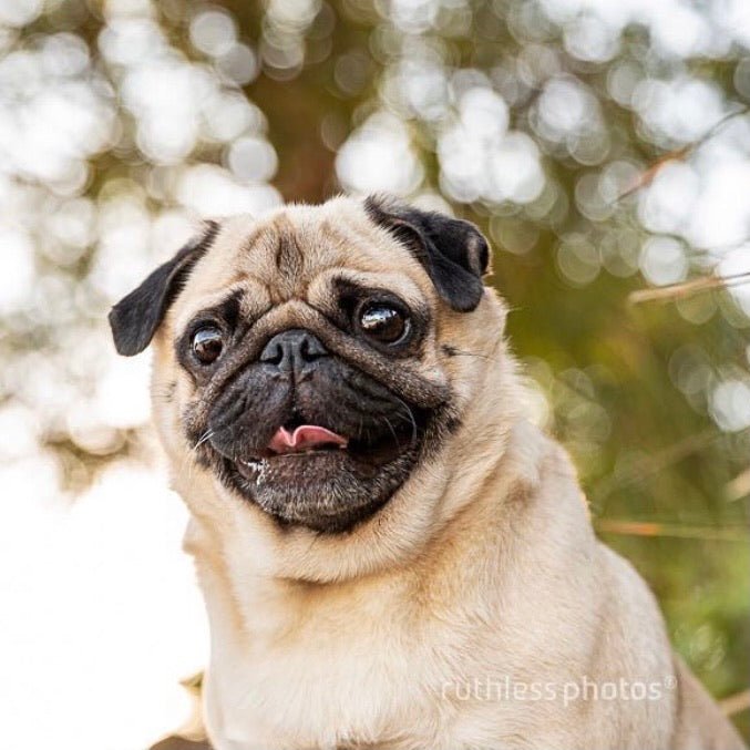 Pug Keyring | Pet themed acrylic accessories - Handmade in Australia ...